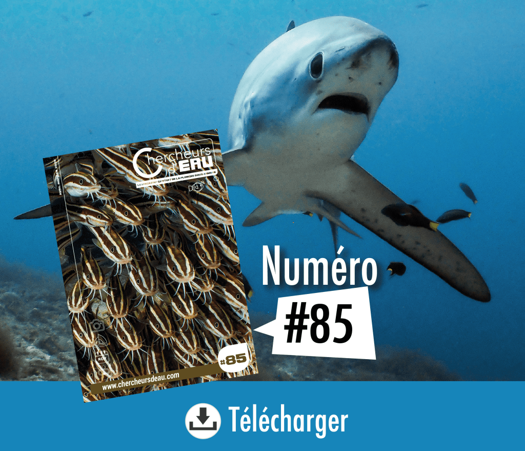 La reproduction chez les requins - chercheursdeau