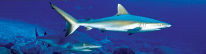 La reproduction chez les requins - chercheursdeau